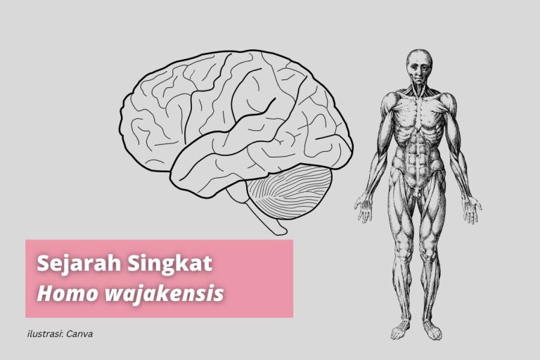 Sejarah Singkat Homo Wajakensis atau Manusia Wajak